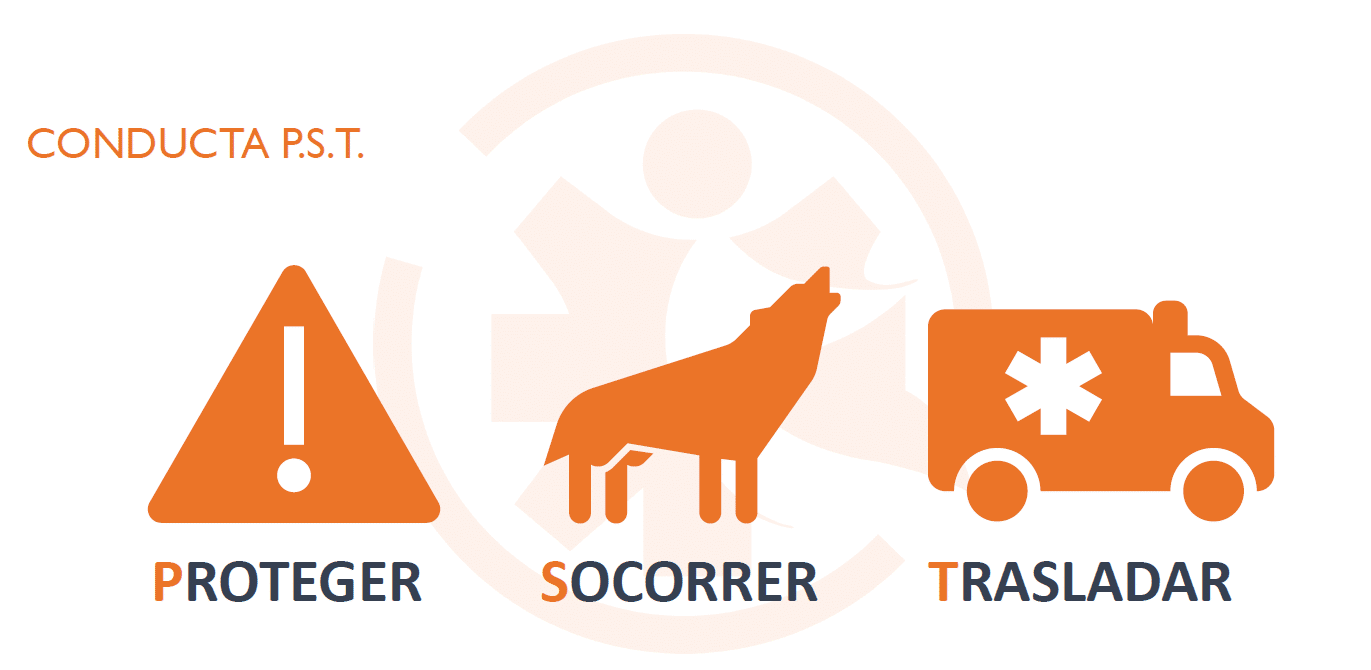 1.2. Preparación y Precaución en la atención a Perros y Gatos - Salvar ...